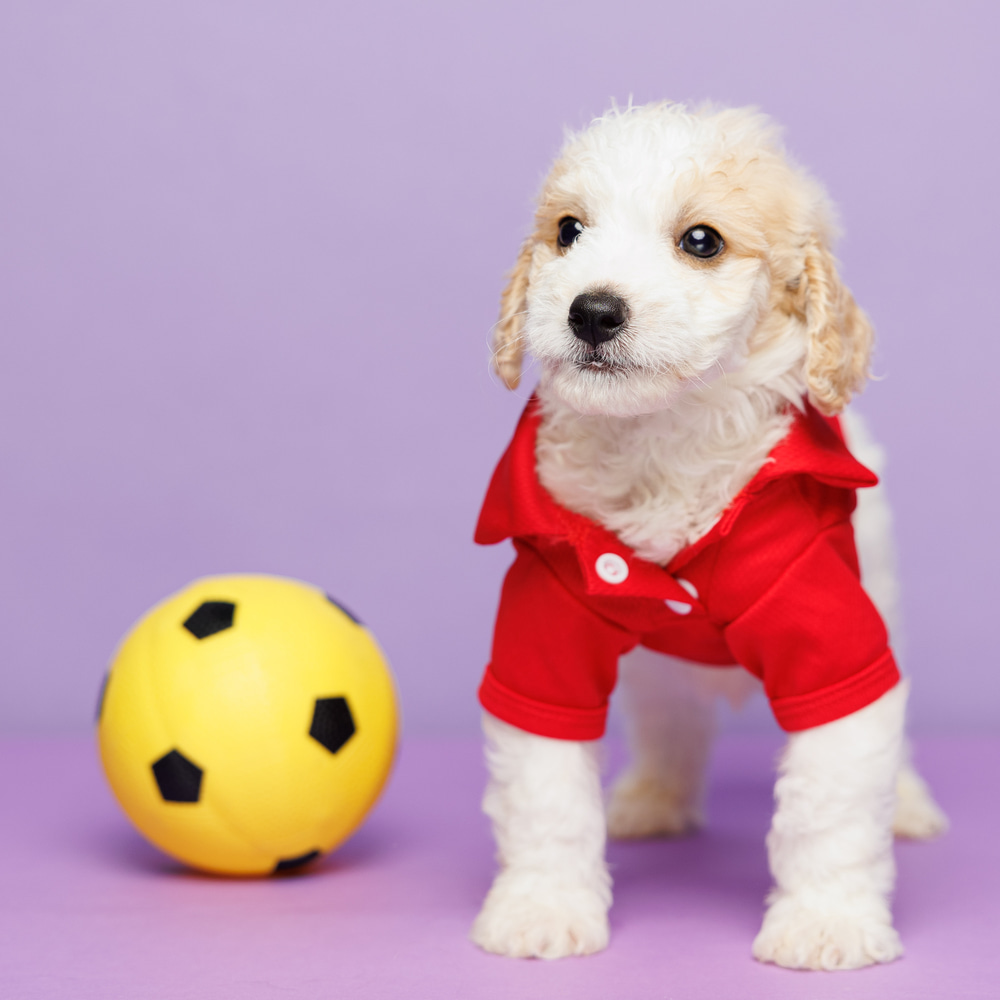 Simba - Micro Goldendoodle (F2B) Puppy Adopted in Pembroke Pines, puppy ...