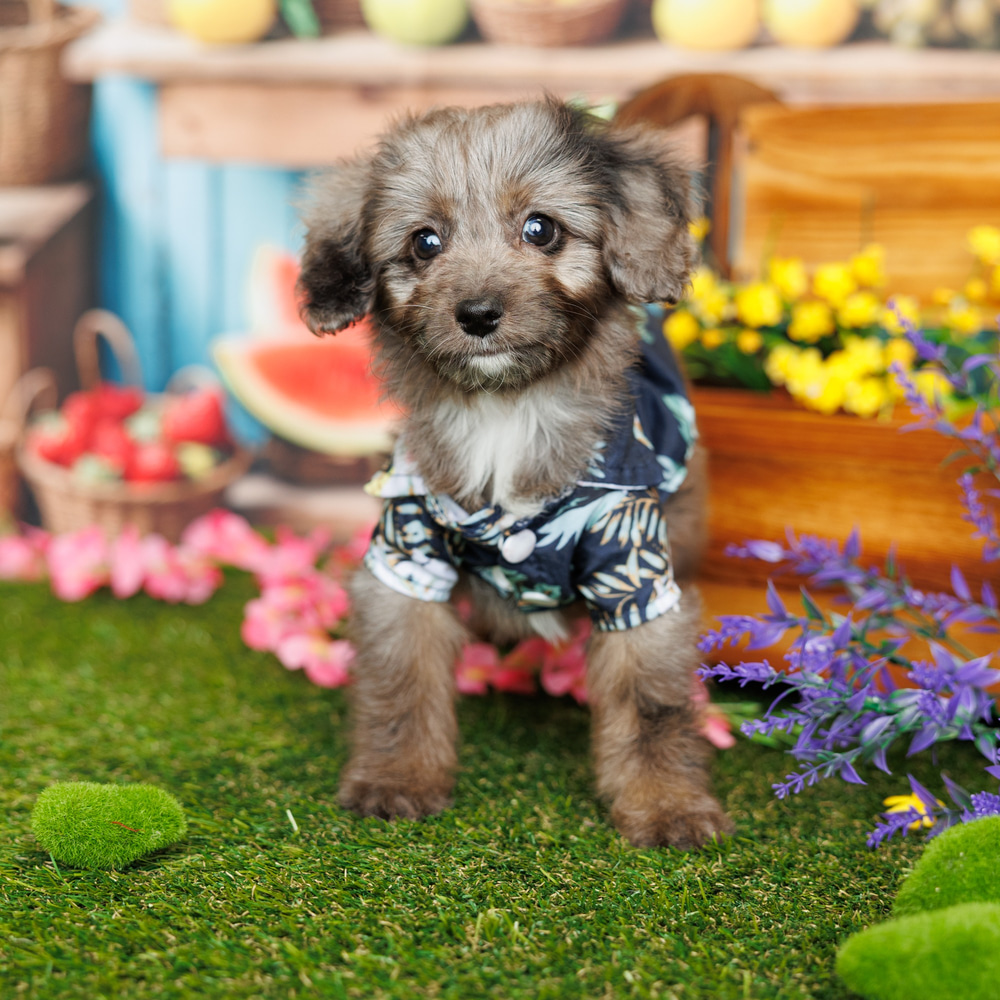 Ozzy - Mini Aussiepoo (F1) Puppy Adopted in Ft Lauderdale, puppy ID ...