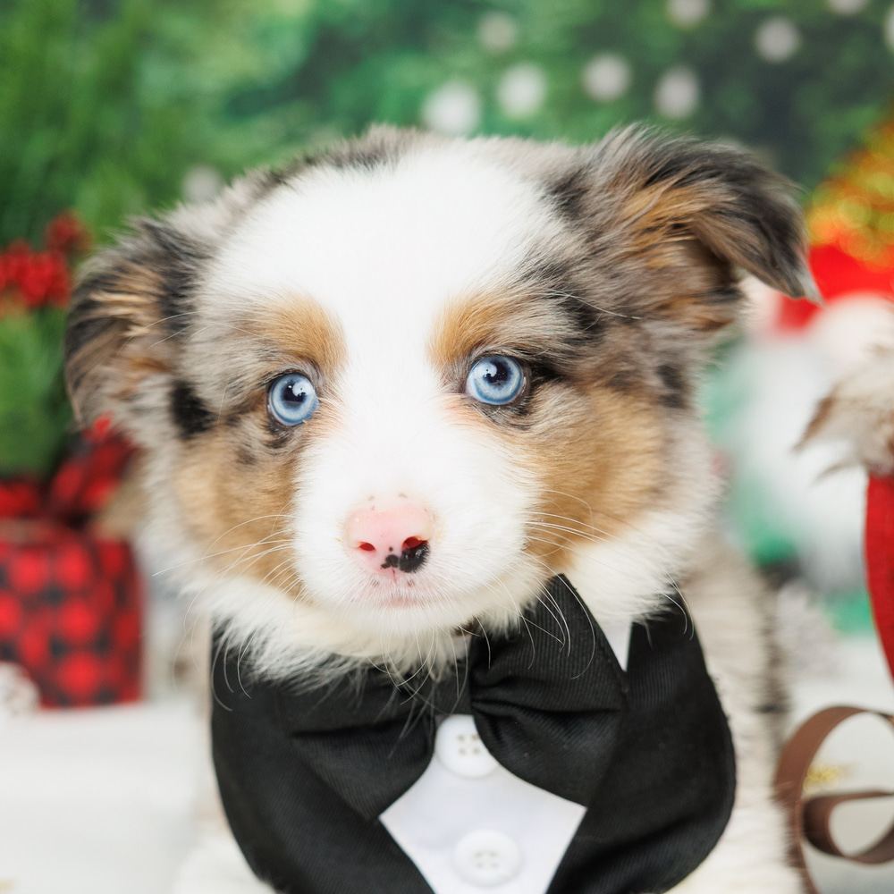 Igor - Mini Australian Shepherd Puppy Adopted in Ft Lauderdale, puppy ...