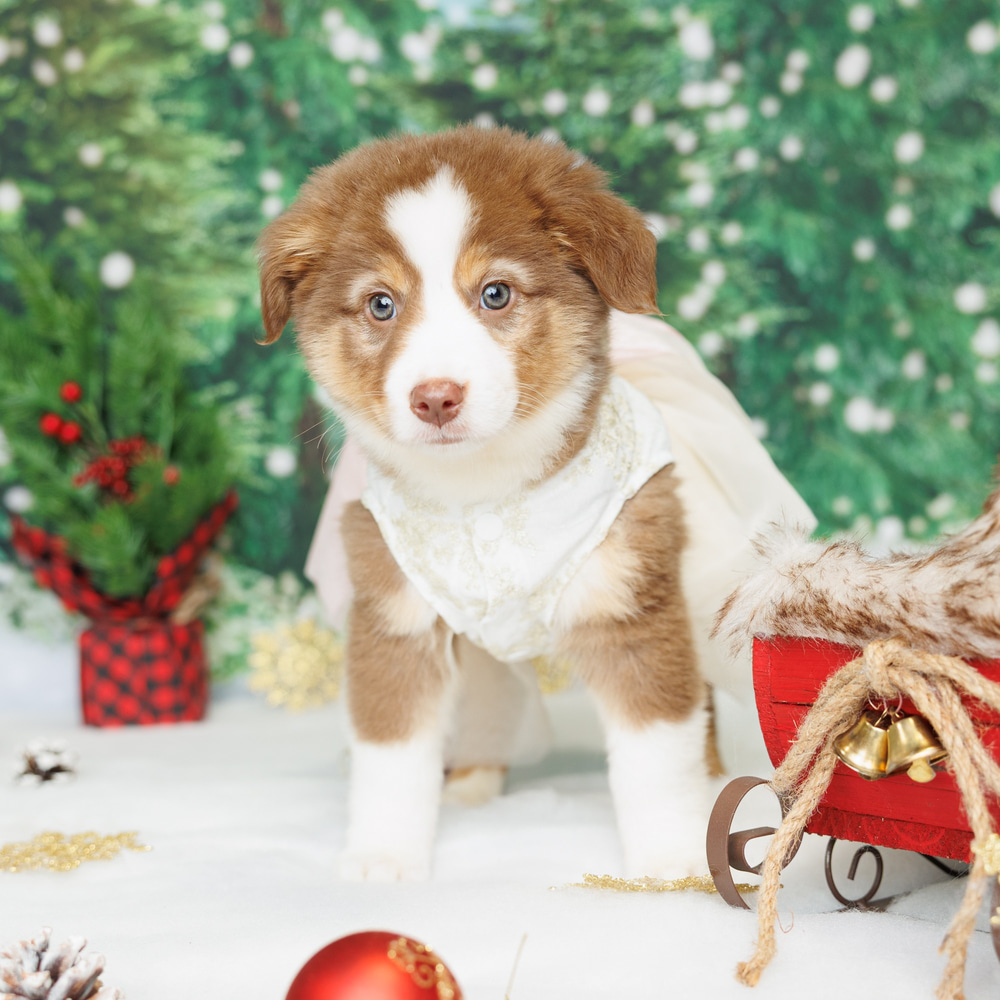 Foxy - Mini Australian Shepherd Puppy Adopted in Ft Lauderdale, puppy ...