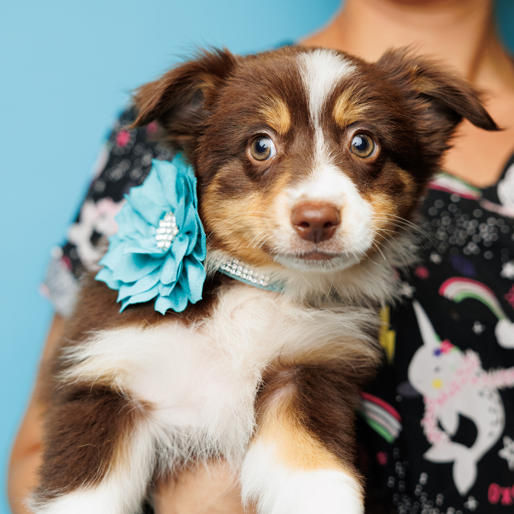 Sam - Mini Australian Shepherd Puppy Adopted in Ft Lauderdale, puppy ID ...