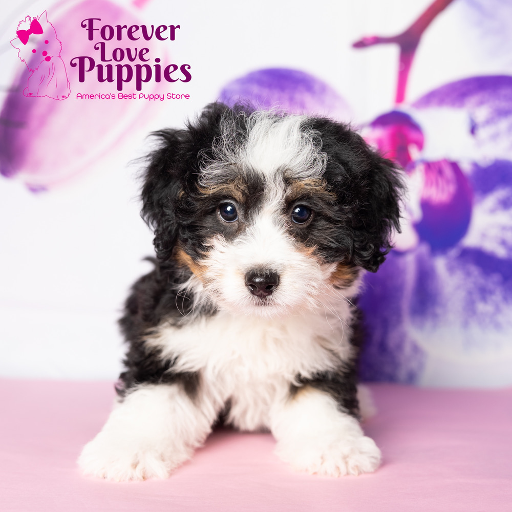 Forever Love Puppies Reviews