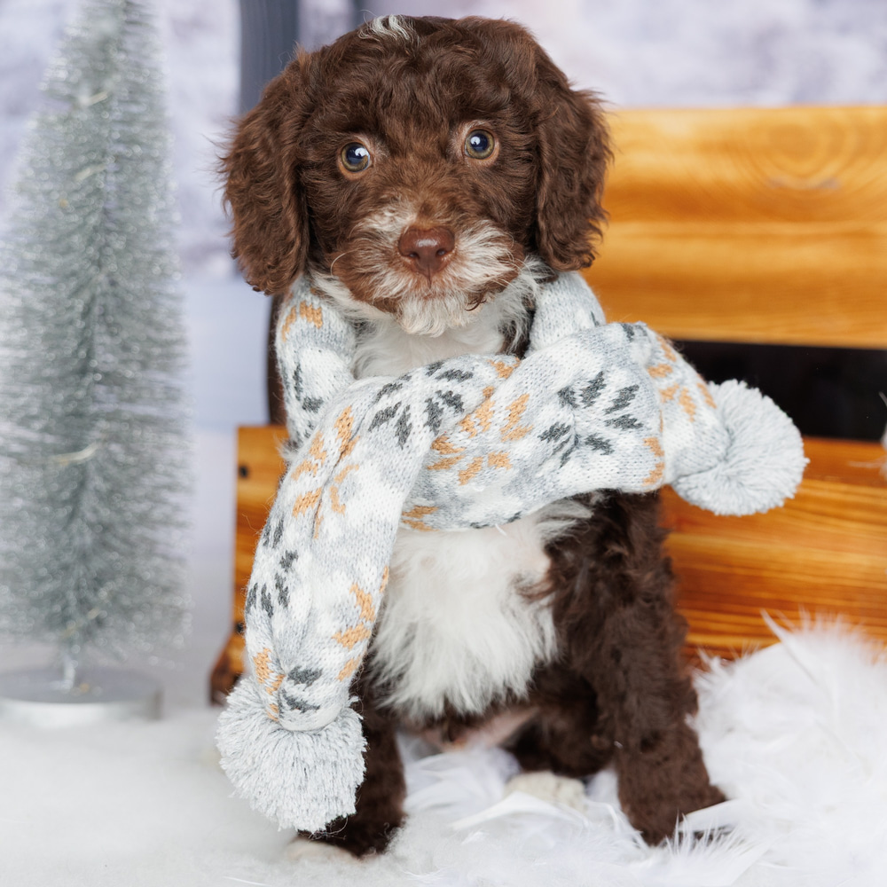 Fang - Mini Bernedoodle (F1B) Puppy Adopted in Pembroke Pines, puppy ID ...