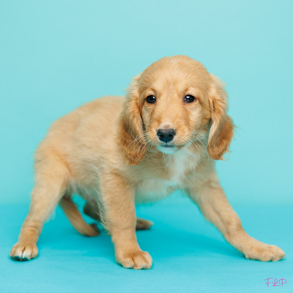 Nelson - Mini Goldendoodle (F1B) Puppy Adopted in Miami, puppy ID ...