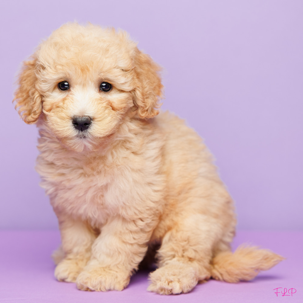 Priscilla - Mini Goldendoodle (F1B) Puppy Adopted in Pembroke Pines ...