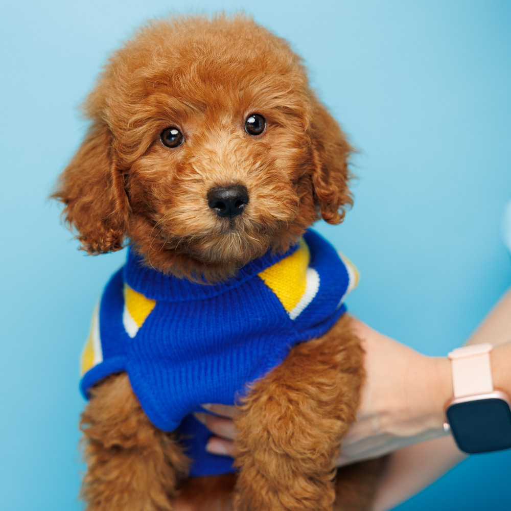 Arthur - Mini Goldendoodle (F1B) Puppy Adopted in Ft Lauderdale, puppy ...