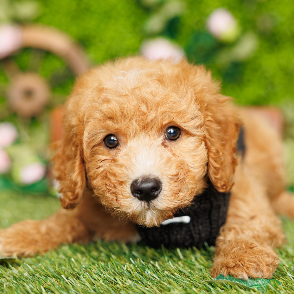 Barry - Mini Goldendoodle (F1B) Puppy Adopted in Pembroke Pines, puppy ...