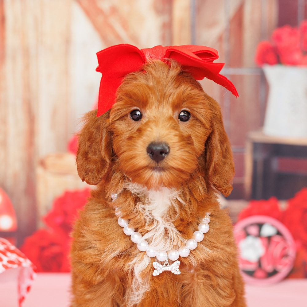 Yasmin - Mini Goldendoodle (F2) Puppy Adopted in Miami, puppy ID ...