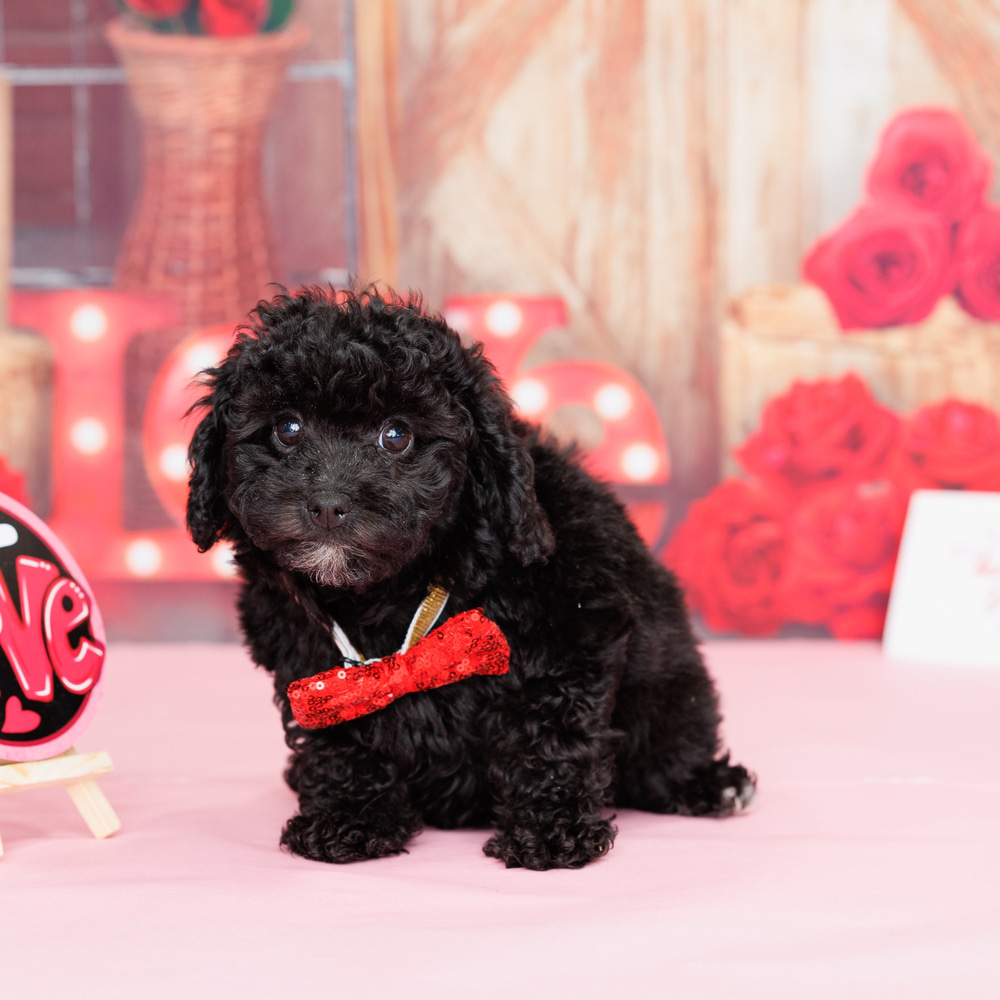 Dodge - Mini Poodle Puppy Available for Adoption in Miami, puppy ID ...