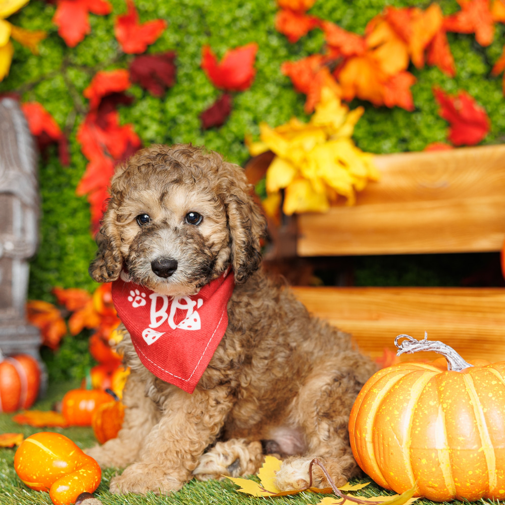 Axel - Mini Poodle Puppy Adopted in Pembroke Pines, puppy ID #14246206 ...