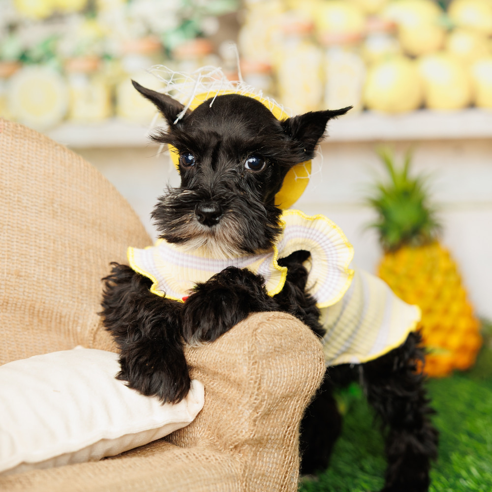 Haley - Mini Schnauzer Puppy Adopted in North Miami, puppy ID #13186261 ...