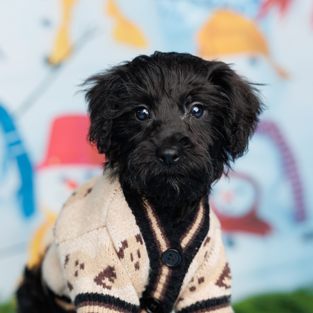 Chips - Mini Schnoodle (F1) Puppy Adopted in North Miami, puppy ID ...