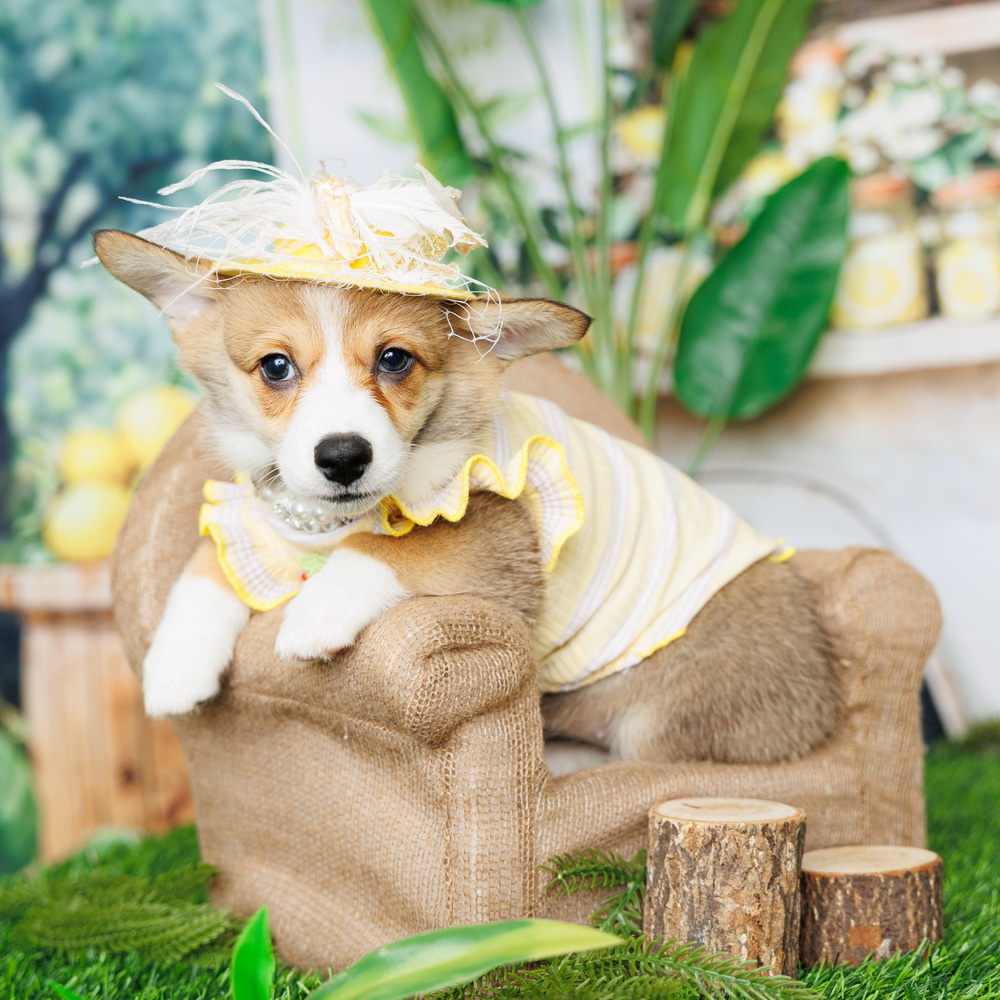 Tinkerbell - Pembroke Welsh Corgi Puppy Adopted in North Miami, puppy ...