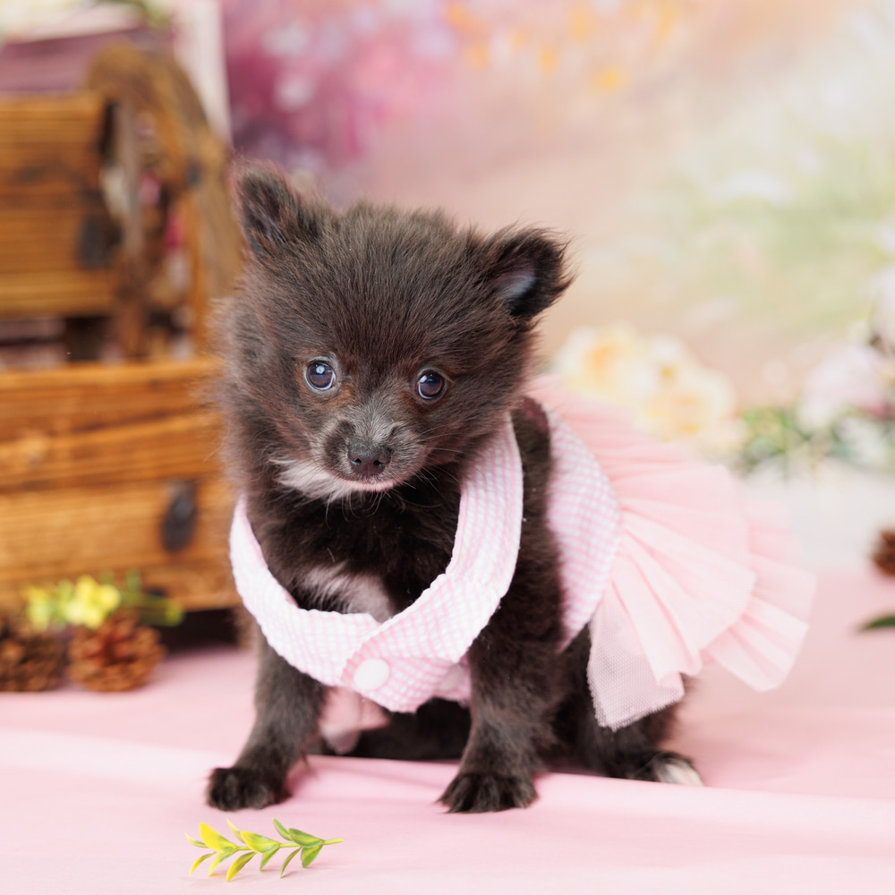 Billie - Pomeranian Puppy Adopted in Miami, puppy ID #13777053 ...