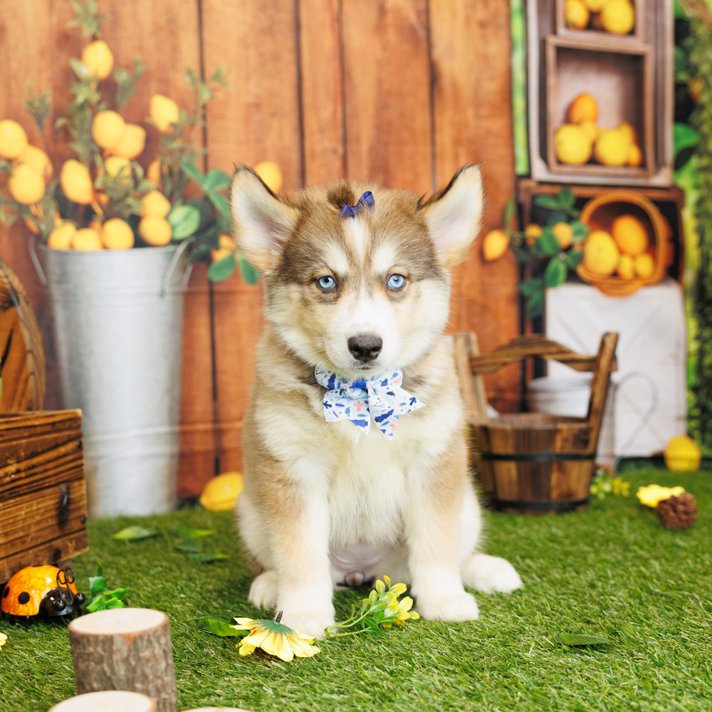 Flora - Pomsky (F1B) Puppy Adopted in Miami, puppy ID #13777049 ...