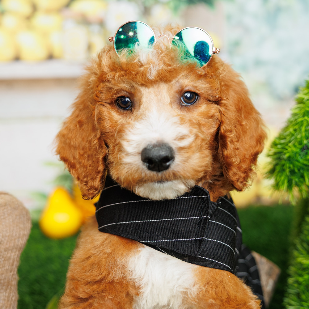 Evander - Poodle Puppy Available for Adoption in North Miami, puppy ID #13985028 | Forever Love ...