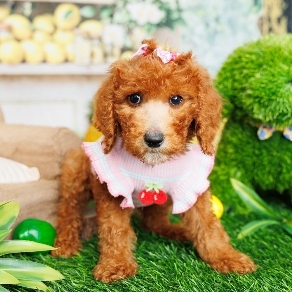 Nikita - Poodle Puppy Adopted in North Miami, puppy ID #13985035 ...
