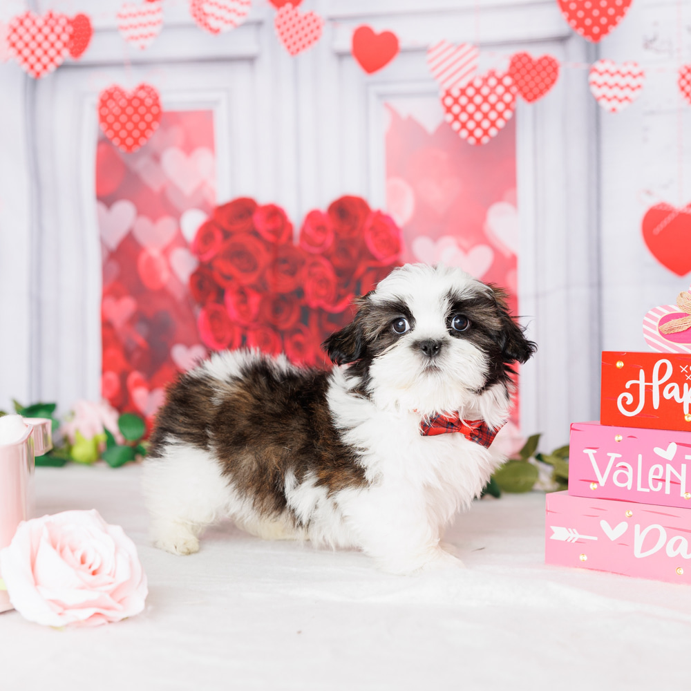 Sam - Shih Tzu Puppy Adopted in Pembroke Pines, puppy ID #00657071 ...