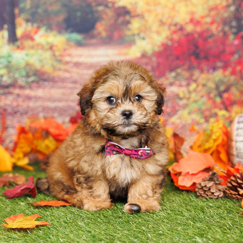 Barton - Shihpoo (F1) Puppy Adopted in Miami, puppy ID #14006982 ...