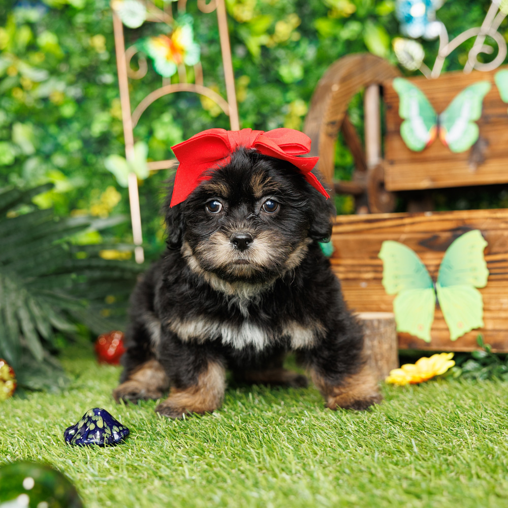 Libby - Teddy Bear (F1) Puppy Adopted in Miami, puppy ID #12998693 | Forever Love Puppies