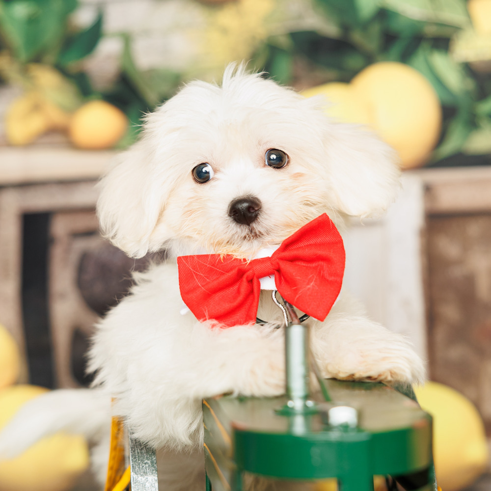 Kevin - Teddy Bear (F1) Puppy Available for Adoption in Pembroke Pines ...