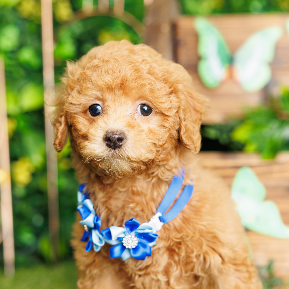 Olive - Toy Poodle Puppy Adopted in Miami, puppy ID #02617312 | Forever ...