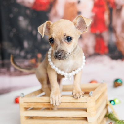 brown teacup chihuahua puppy