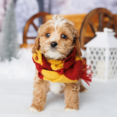 cockapoo puppy jumper