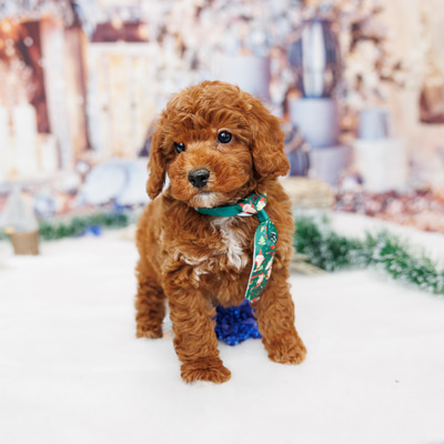 brown poodle puppy mini