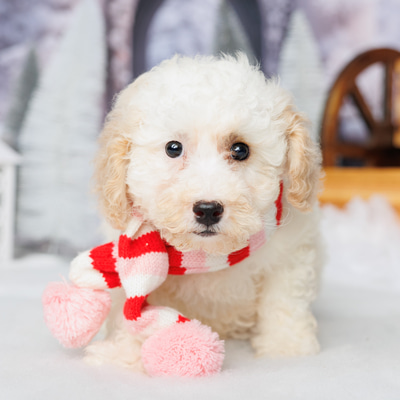 white poodle mini