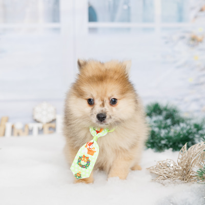pomeranian teacup puppies for adoption